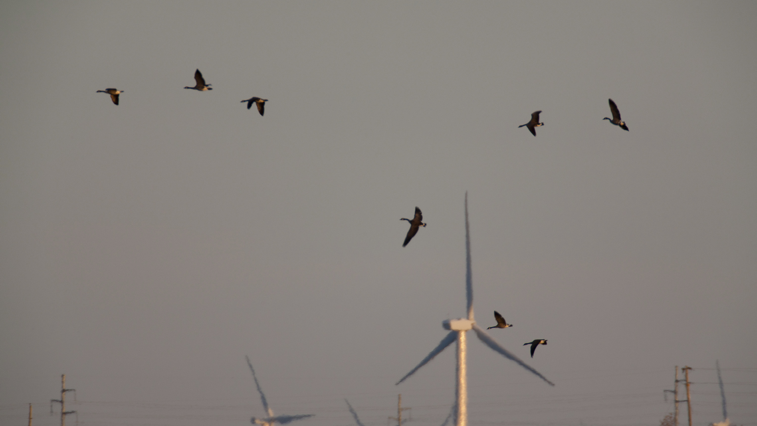 Wind Turbines and Birds: What’s the Real Story?