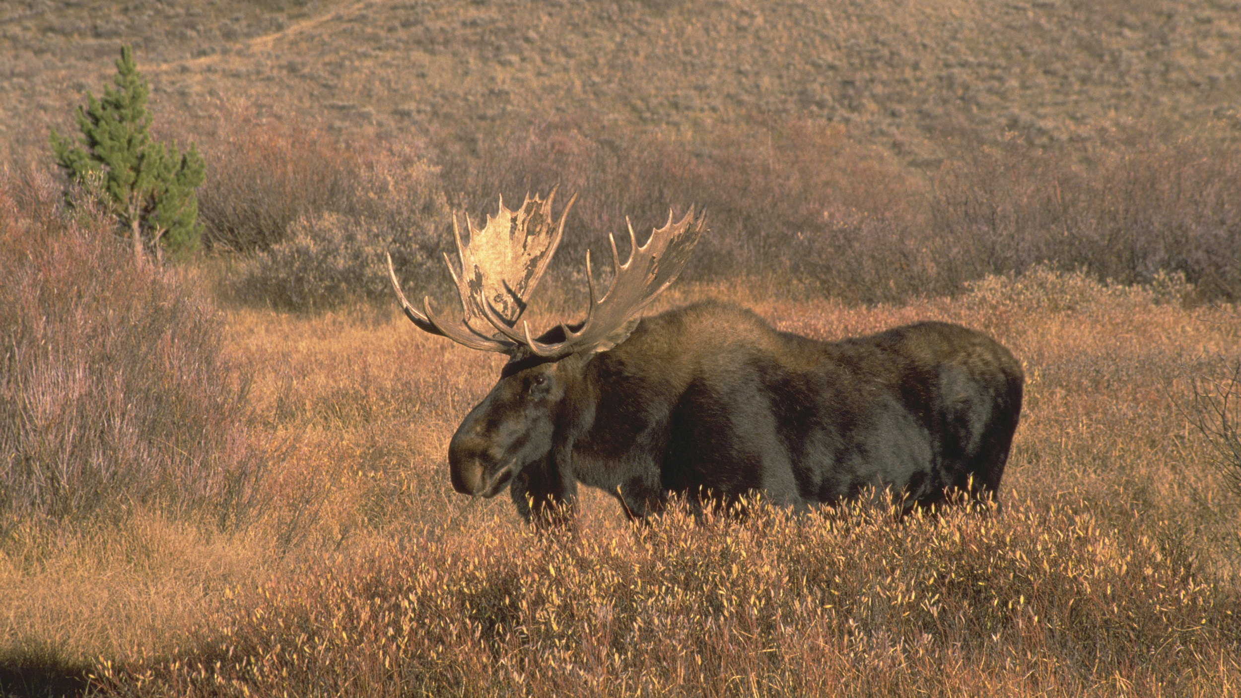 The Best Places to See 10 Iconic American Animals