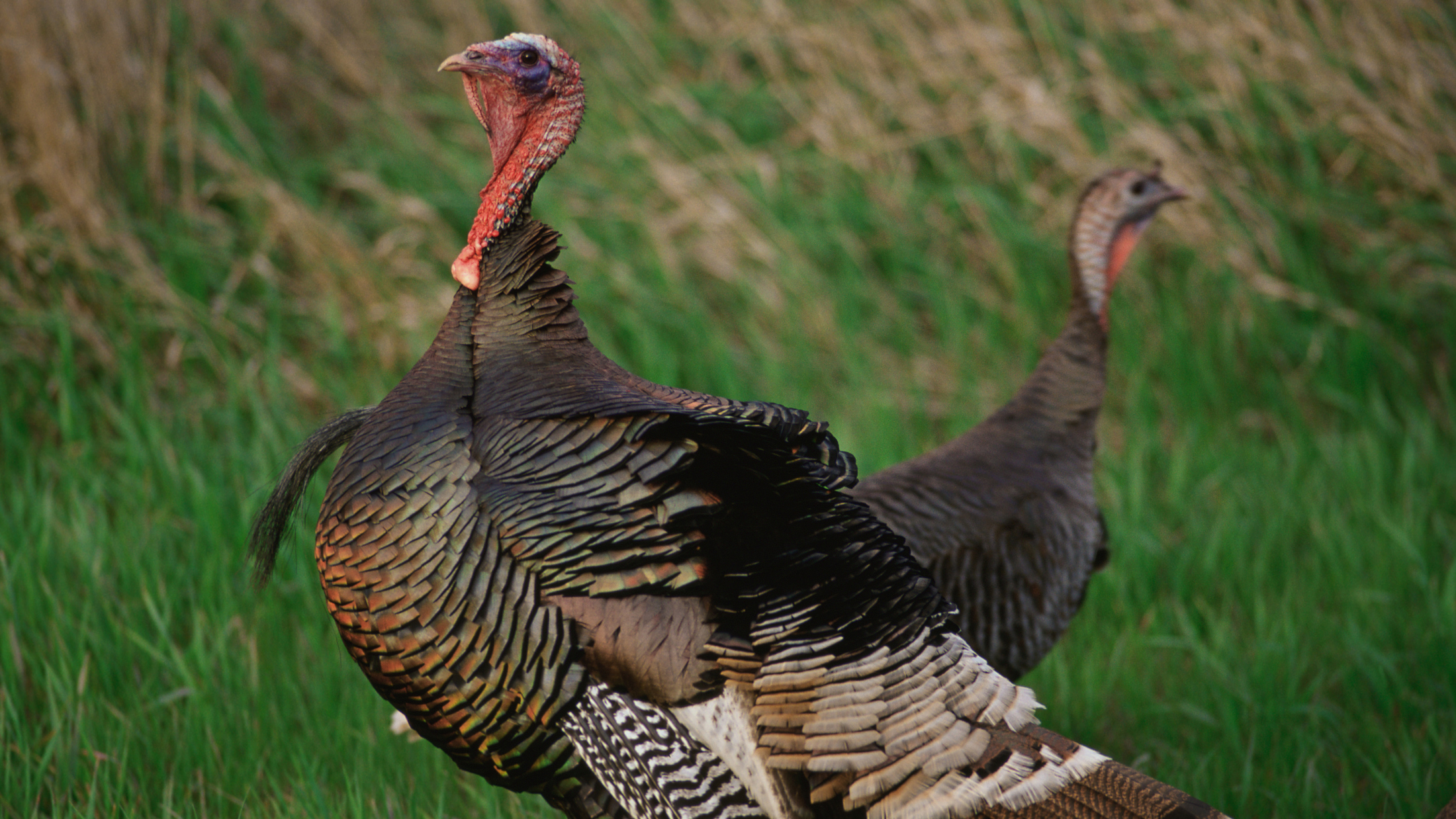 The Best Places to See 10 Iconic American Animals