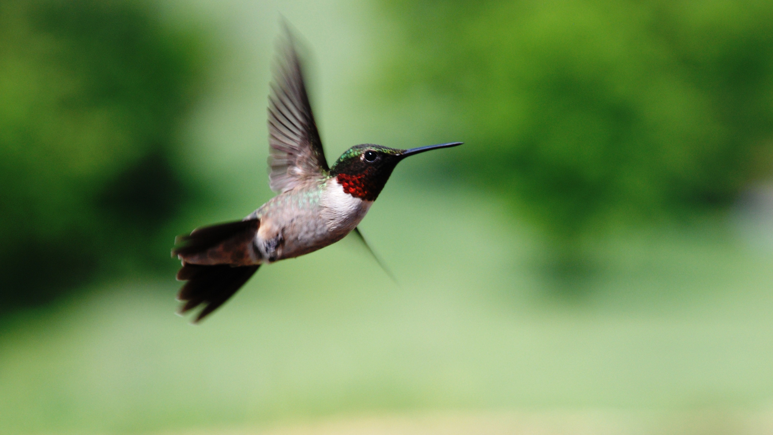 Hummingbirds Make an Incredible Journey North - Cool Green Science