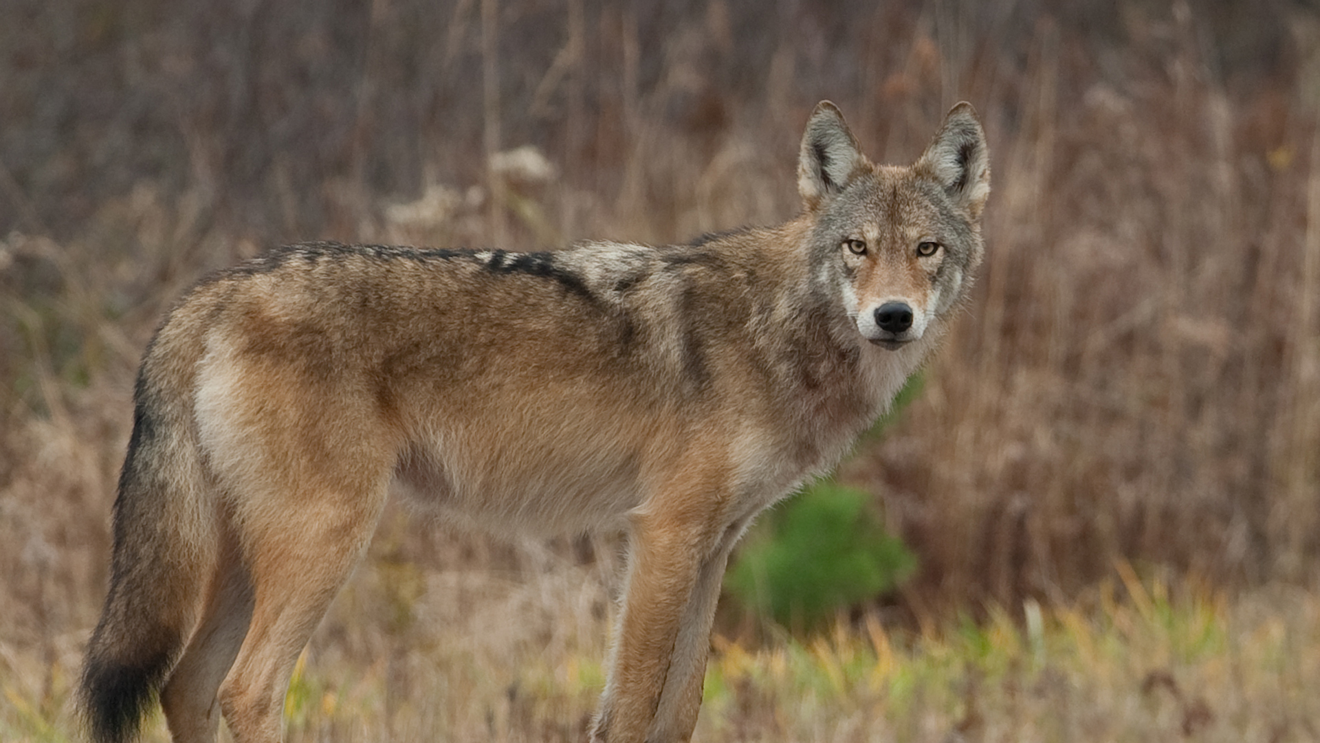 Wolf? Coyote? Coywolf? Understanding Wolf Hybrids Just Got a Bit Easier