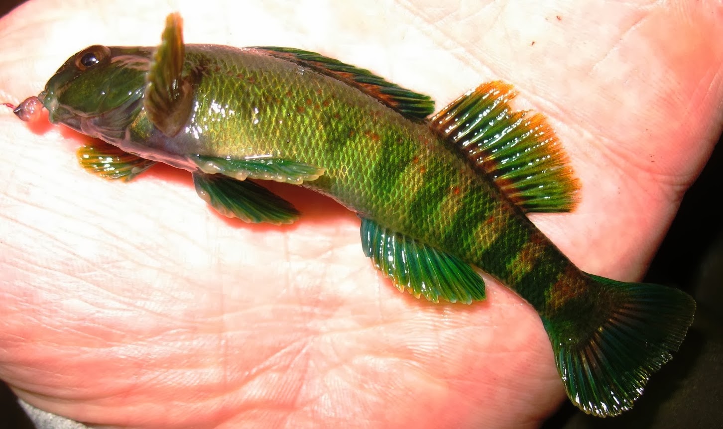 Obsessed by Nature: The World of Fishy Life Listing - Cool Green Science