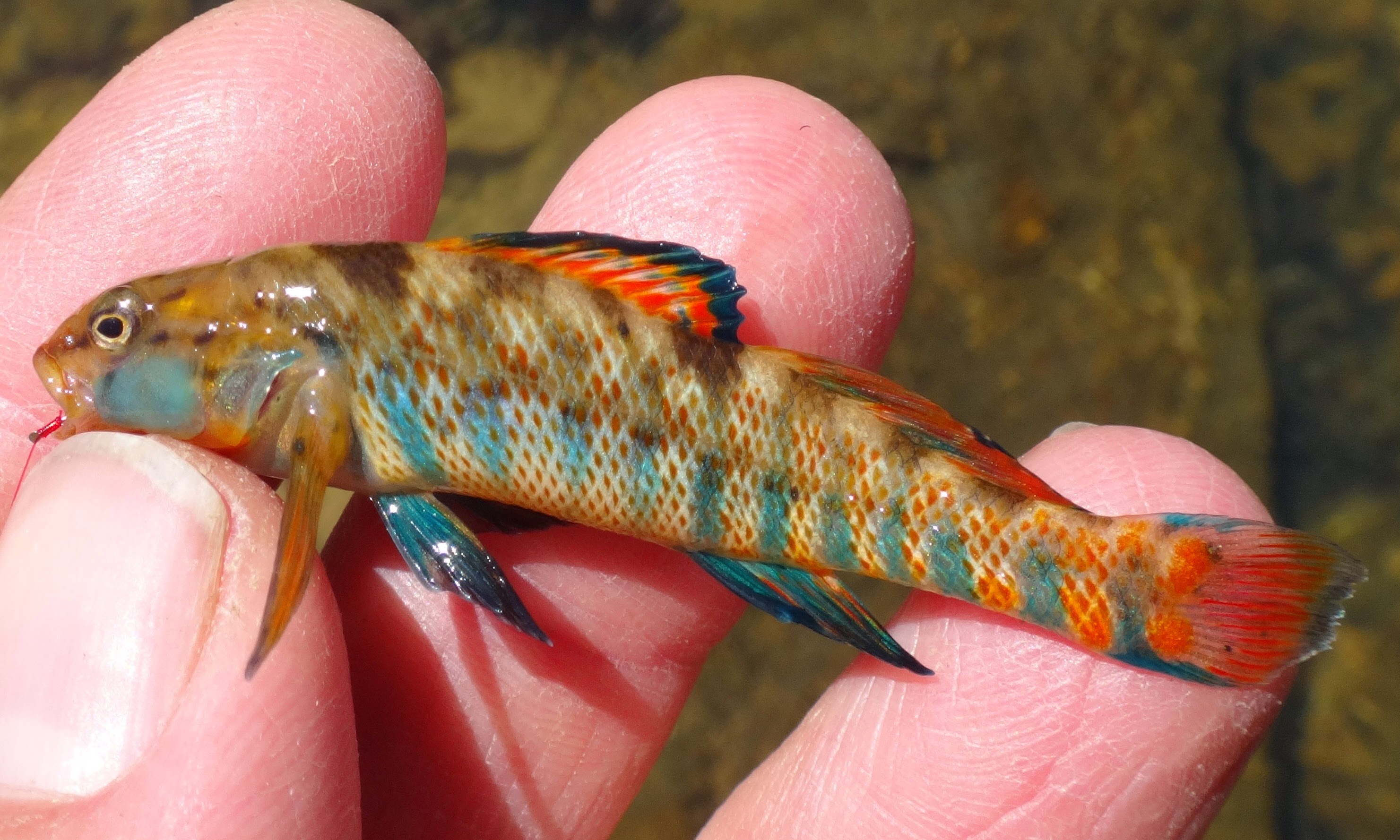 Obsessed by Nature: The World of Fishy Life Listing - Cool Green Science