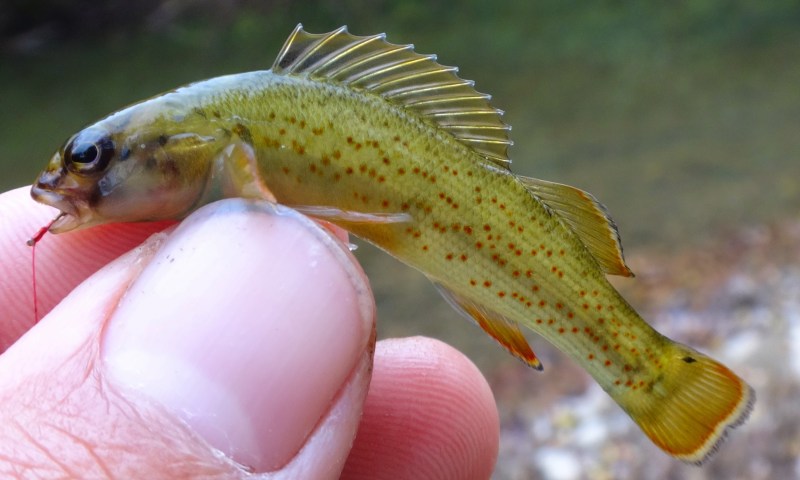 Obsessed by Nature: The World of Fishy Life Listing - Cool Green Science