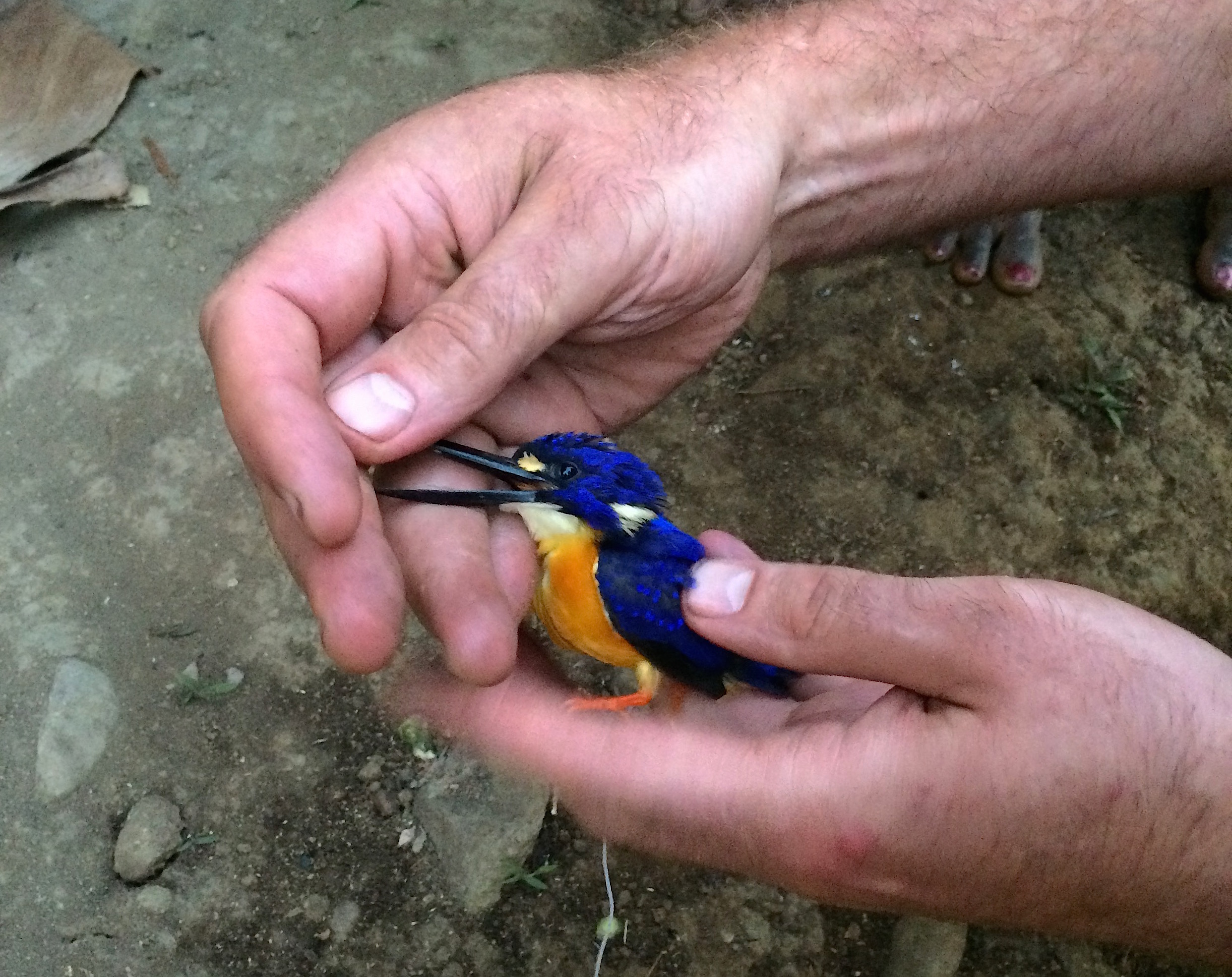 Extreme Birding: Entering Un-Birded Territory in Papua New Guinea