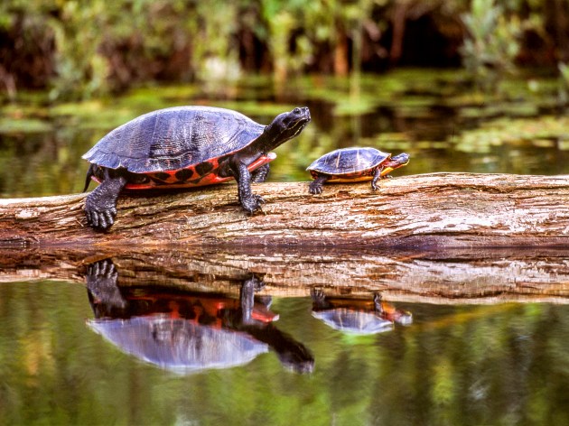 Recovery: Rare Turtle Gets a Second Chance