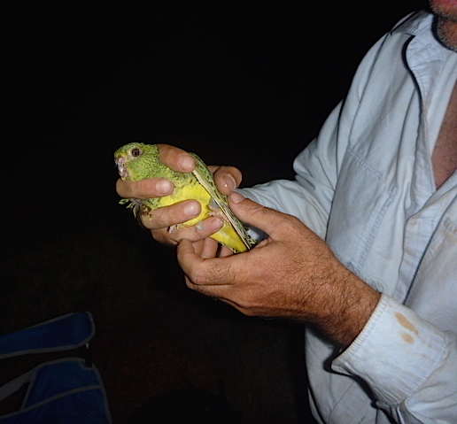 Scientists (Re)Re-discover the Australian Night Parrot. Now What?