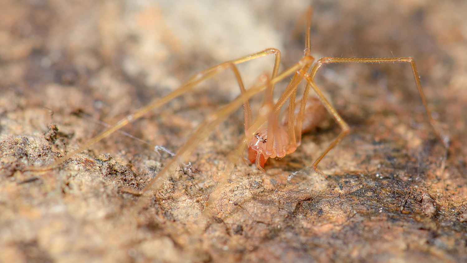 The Ten Creepiest Spiders of North America - Cool Green Science