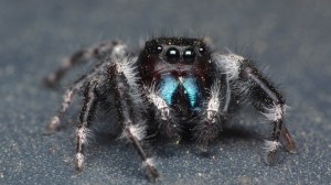The Ten Creepiest Spiders of North America - Cool Green Science