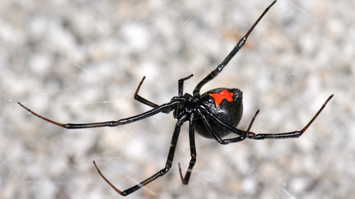 The Ten Creepiest Spiders of North America - Cool Green Science