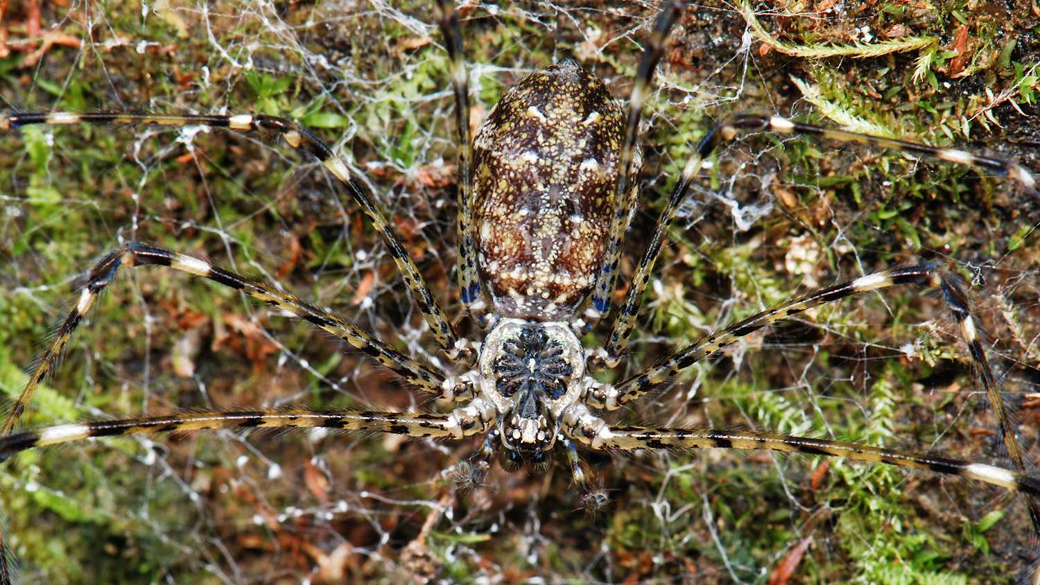 The Ten Creepiest Spiders of North America - Cool Green Science