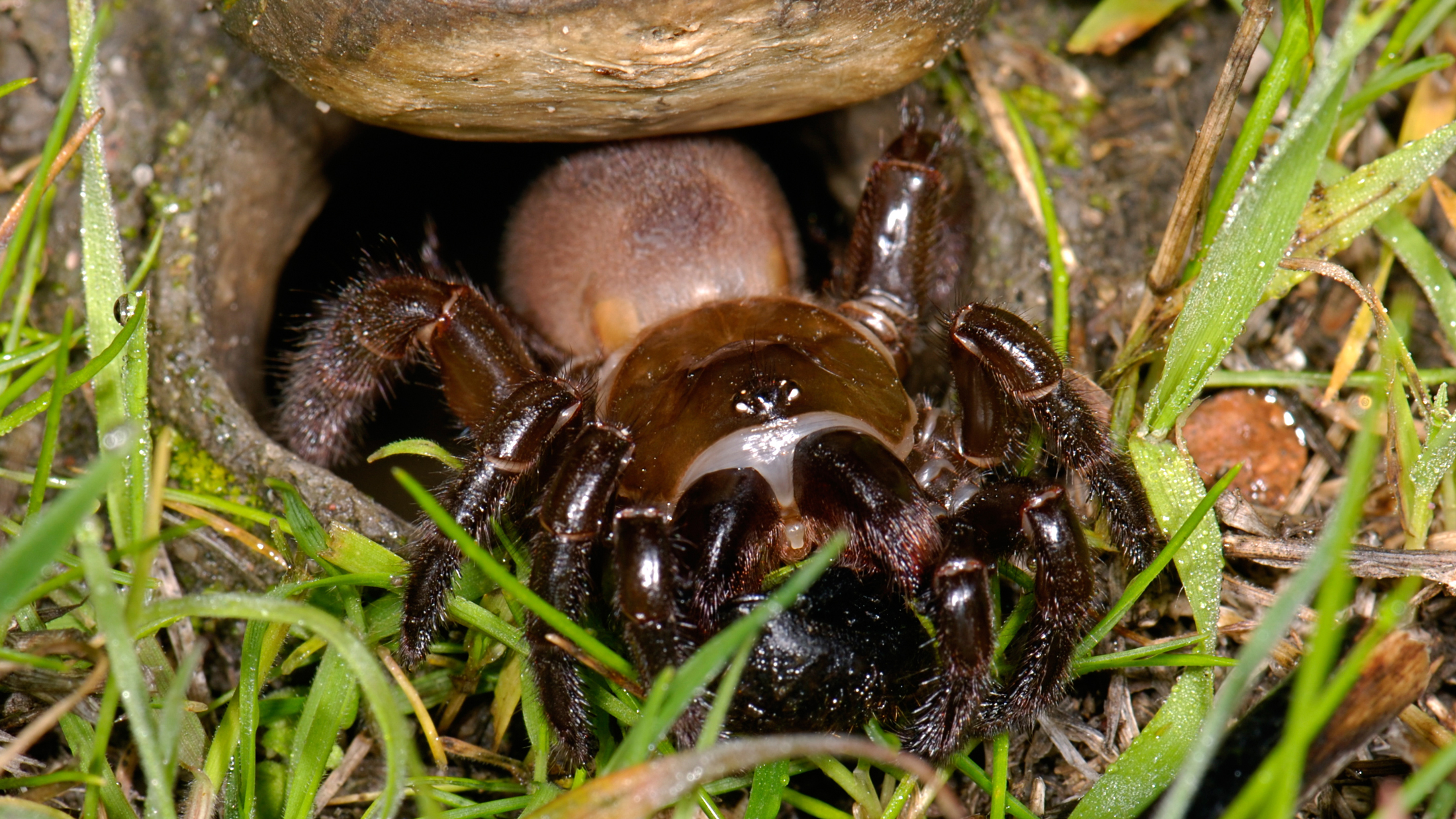 The Ten Creepiest Spiders of North America - Cool Green Science