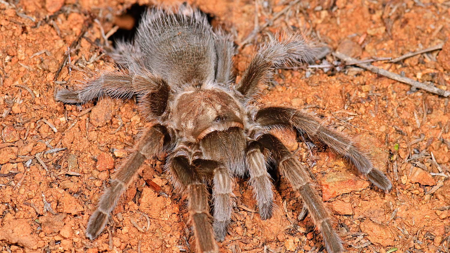 The Ten Creepiest Spiders of North America - Cool Green Science