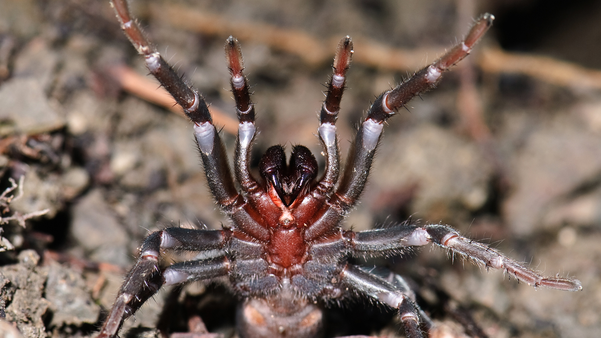 The Ten Creepiest Spiders of North America - Cool Green Science