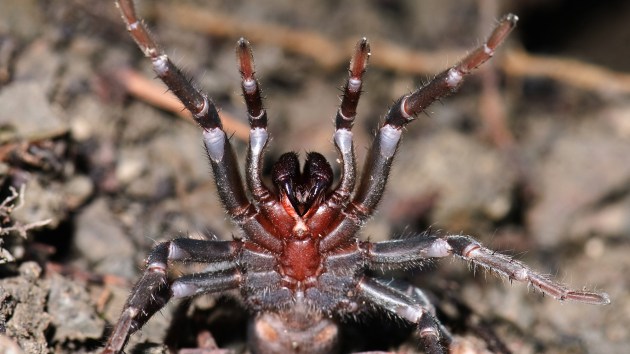 The Ten Creepiest Spiders of North America - Cool Green Science