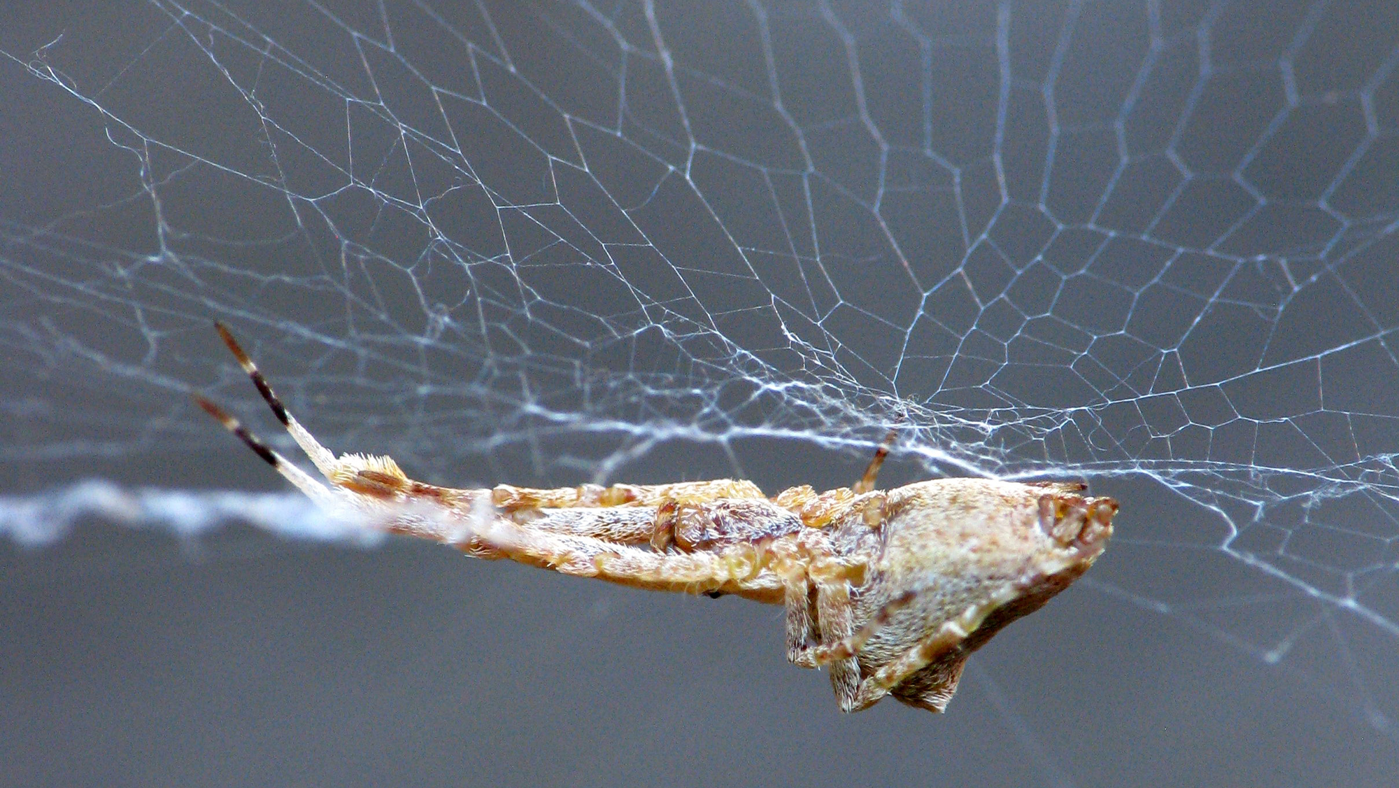 The Ten Creepiest Spiders of North America - Cool Green Science