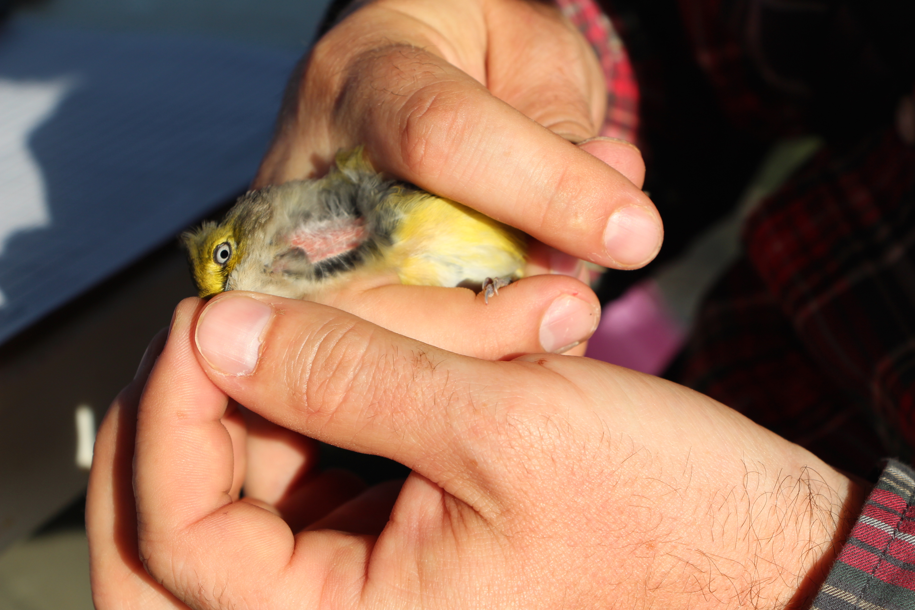 Migratory Songbirds Transport New Ticks & Pathogens Across the Gulf