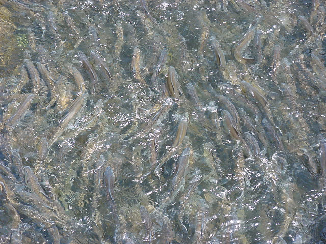 Recovery: Alewives, the Little Fish with a Big Role