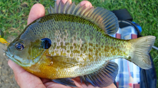 Big Battles, Big Gonads: The Crazy World of the Bluegill Spawn - Cool ...