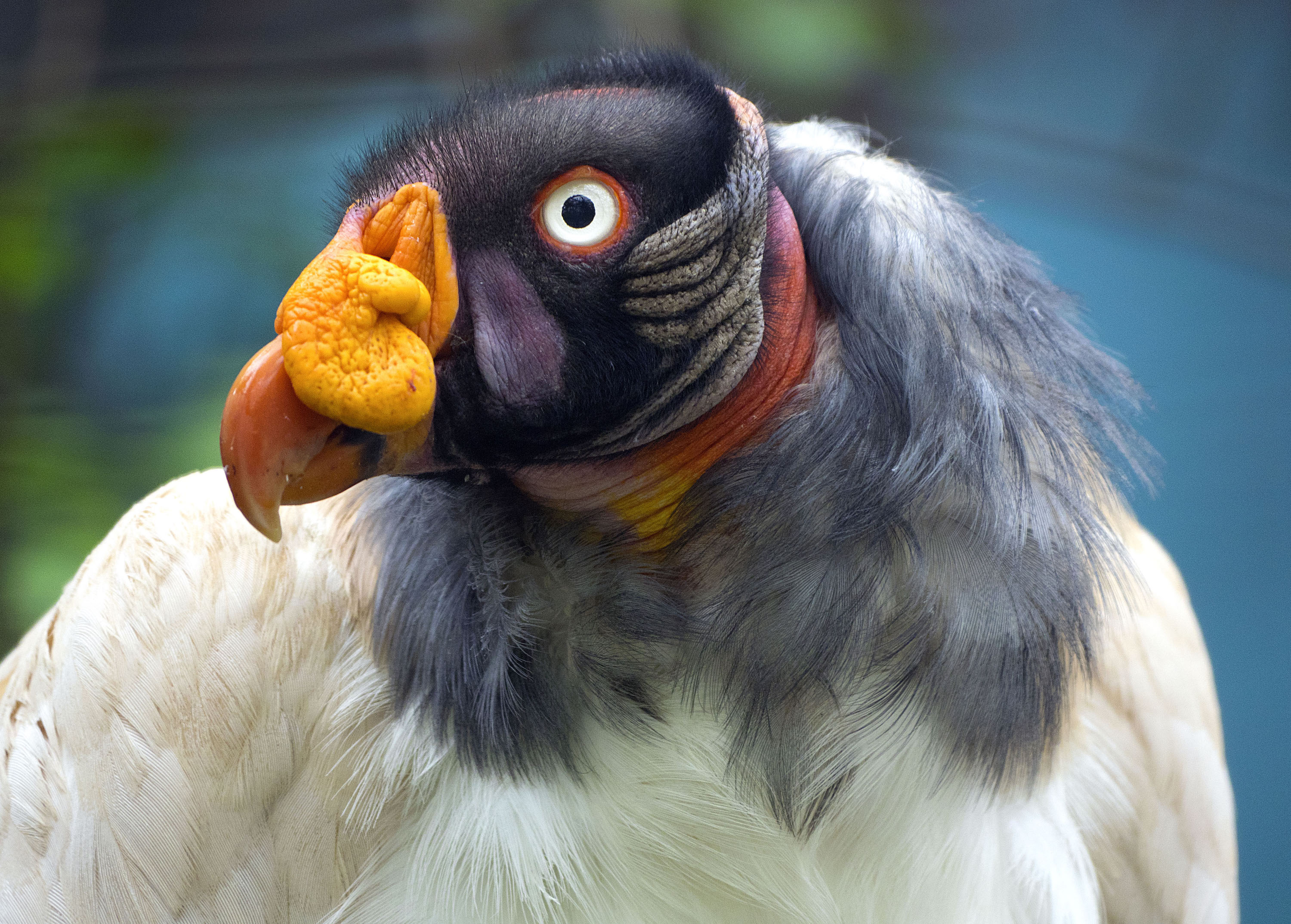 Move Over, Turkey: Meet the World’s Other Bald, Be-wattled Birds