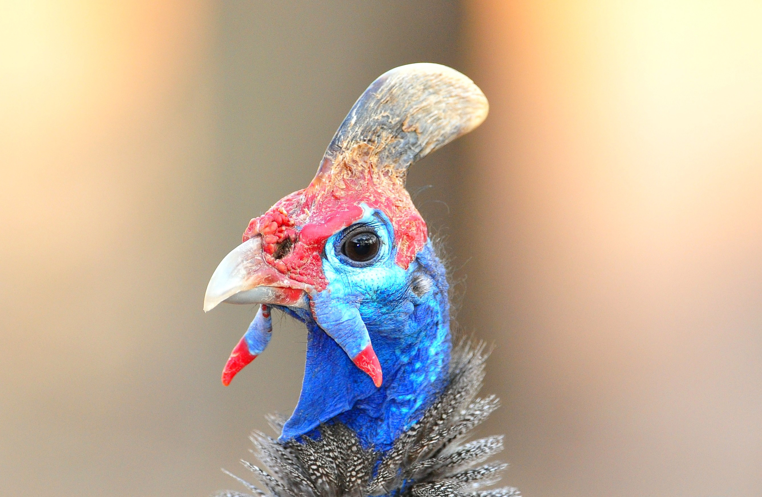 Move Over, Turkey: Meet the World’s Other Bald, Be-wattled Birds
