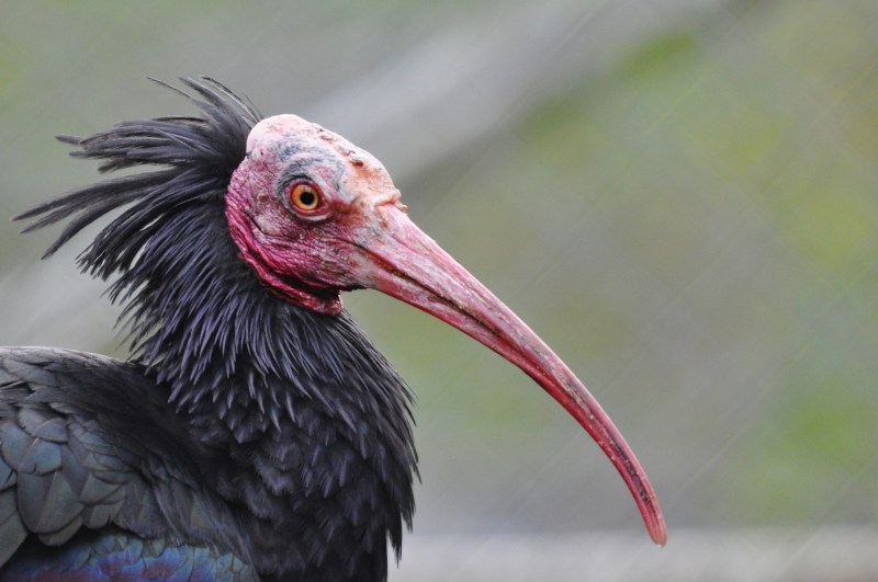 Move Over, Turkey: Meet the World’s Other Bald, Be-wattled Birds