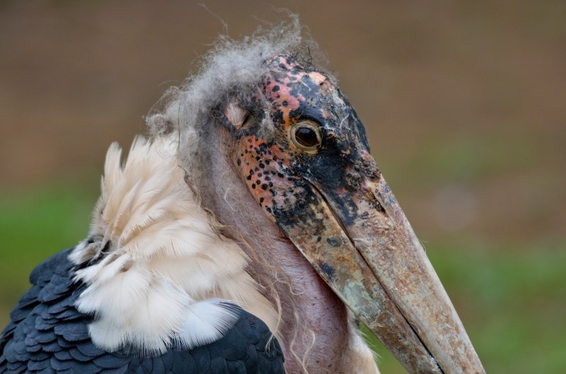 Move Over, Turkey: Meet the World’s Other Bald, Be-wattled Birds
