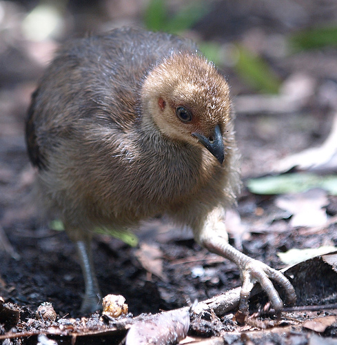 Introducing the Australian Brushturkey