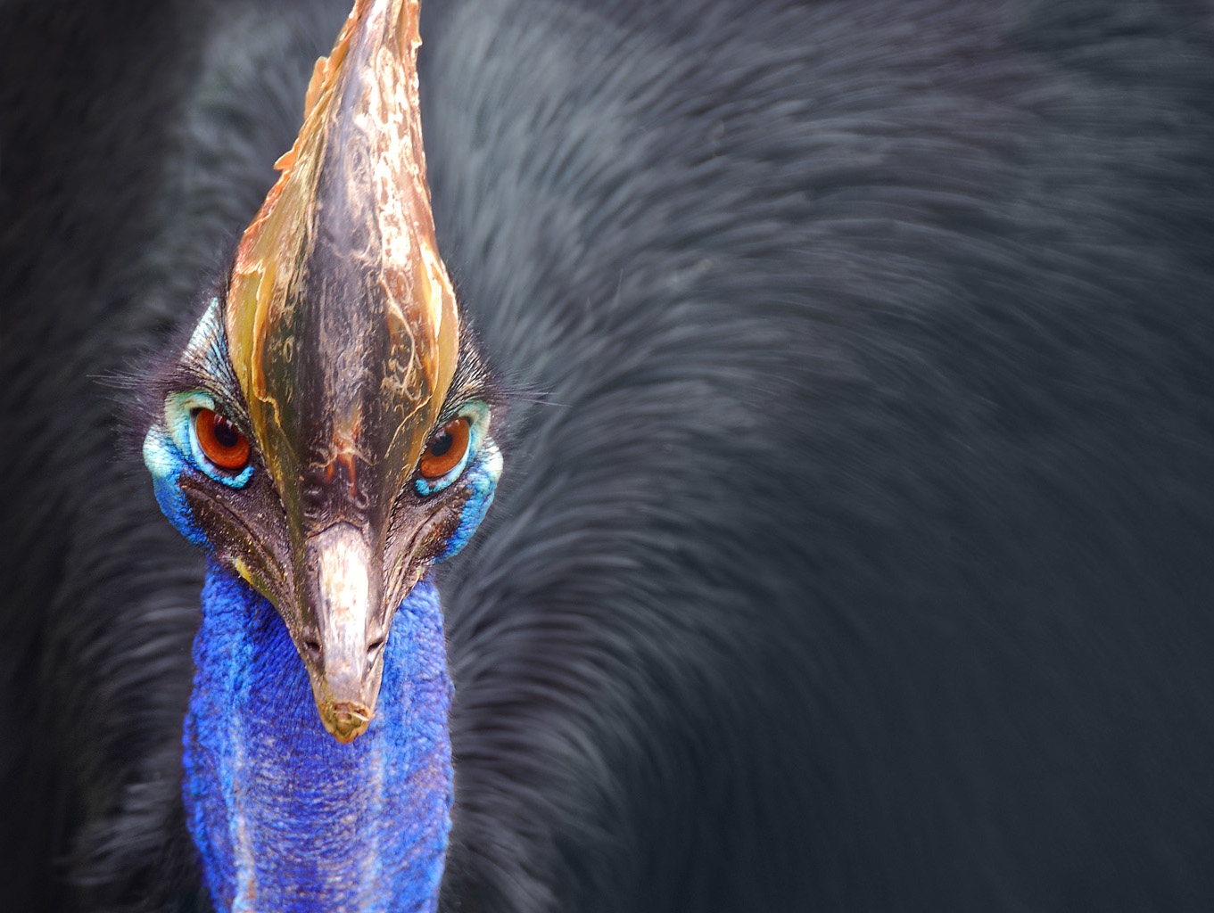 Move Over, Turkey: Meet the World’s Other Bald, Be-wattled Birds