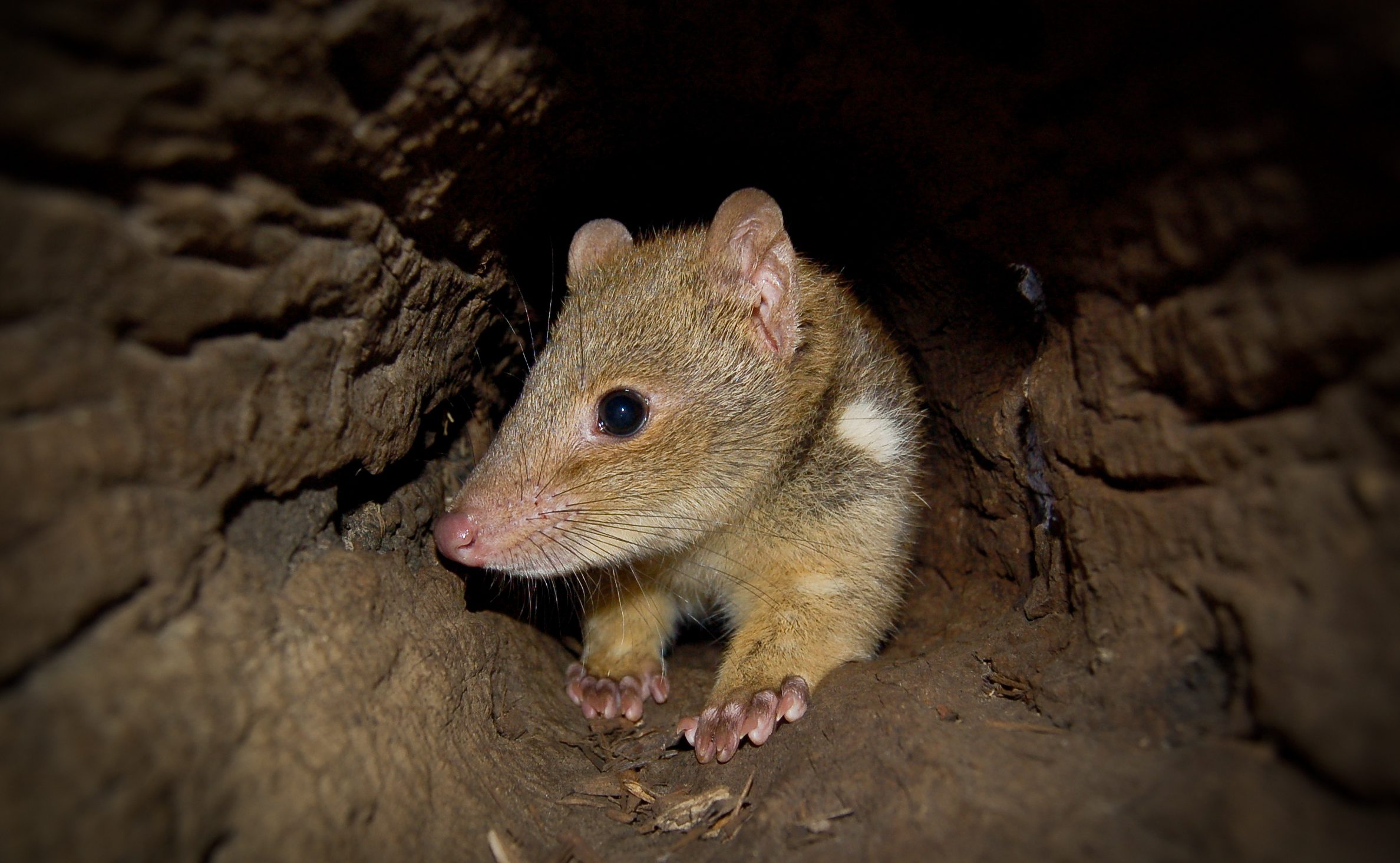 Can Helicopter-deployed Toad Sausages Save Australia’s Northern Quoll?