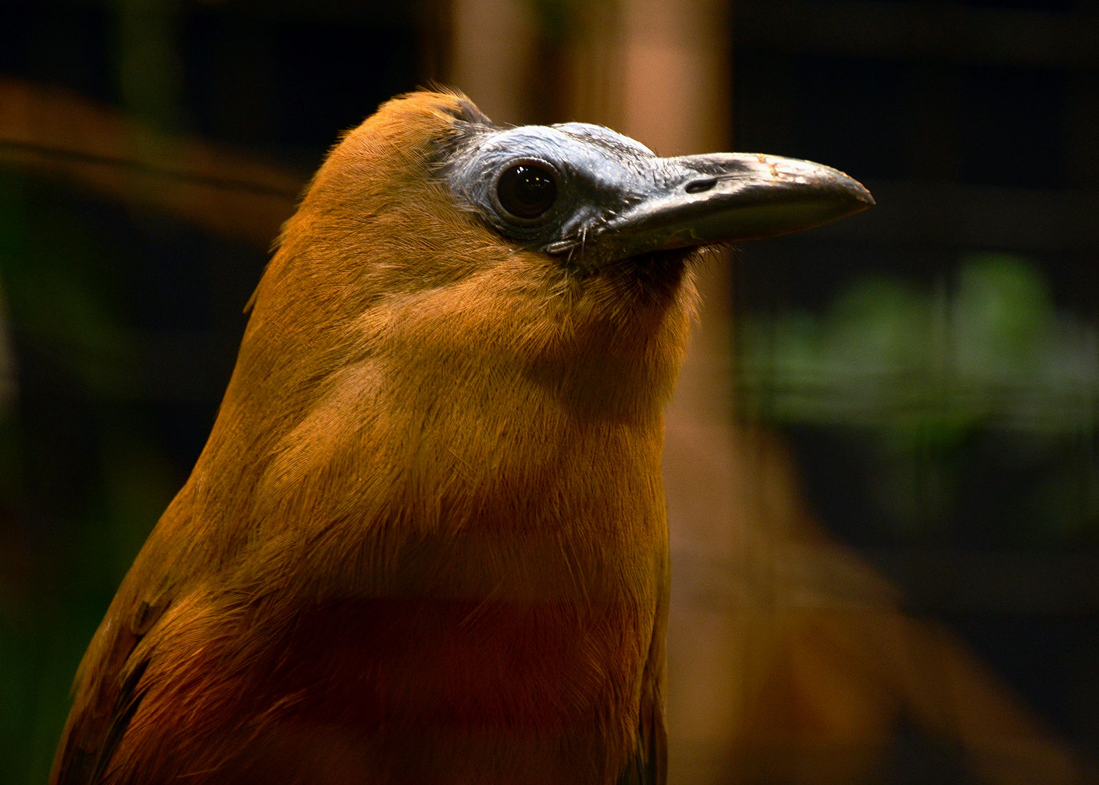 Move Over, Turkey: Meet the World’s Other Bald, Be-wattled Birds