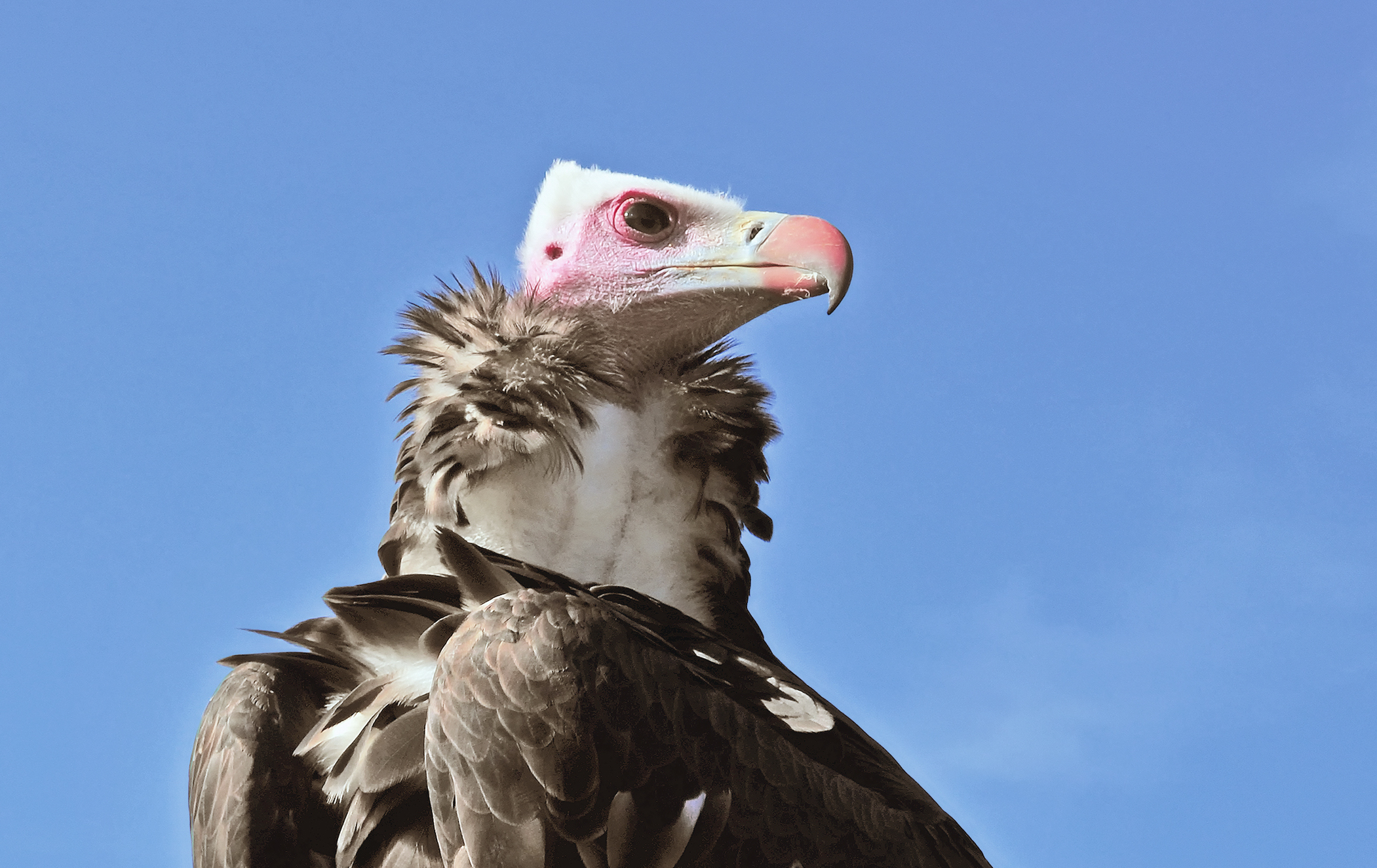 Move Over, Turkey: Meet the World’s Other Bald, Be-wattled Birds