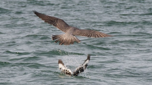 Beyond Birding by Ear: Understanding Bird Alarm Calls - Cool Green Science