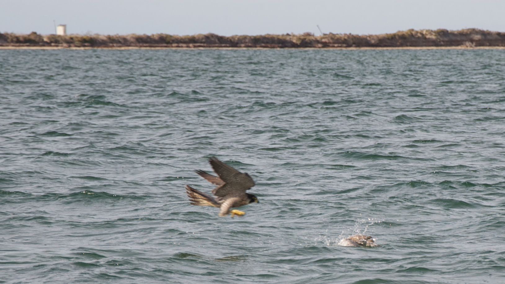 Beyond Birding by Ear: Understanding Bird Alarm Calls - Cool Green Science