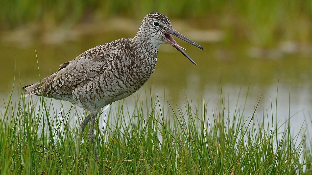 Beyond Birding by Ear: Understanding Bird Alarm Calls - Cool Green Science