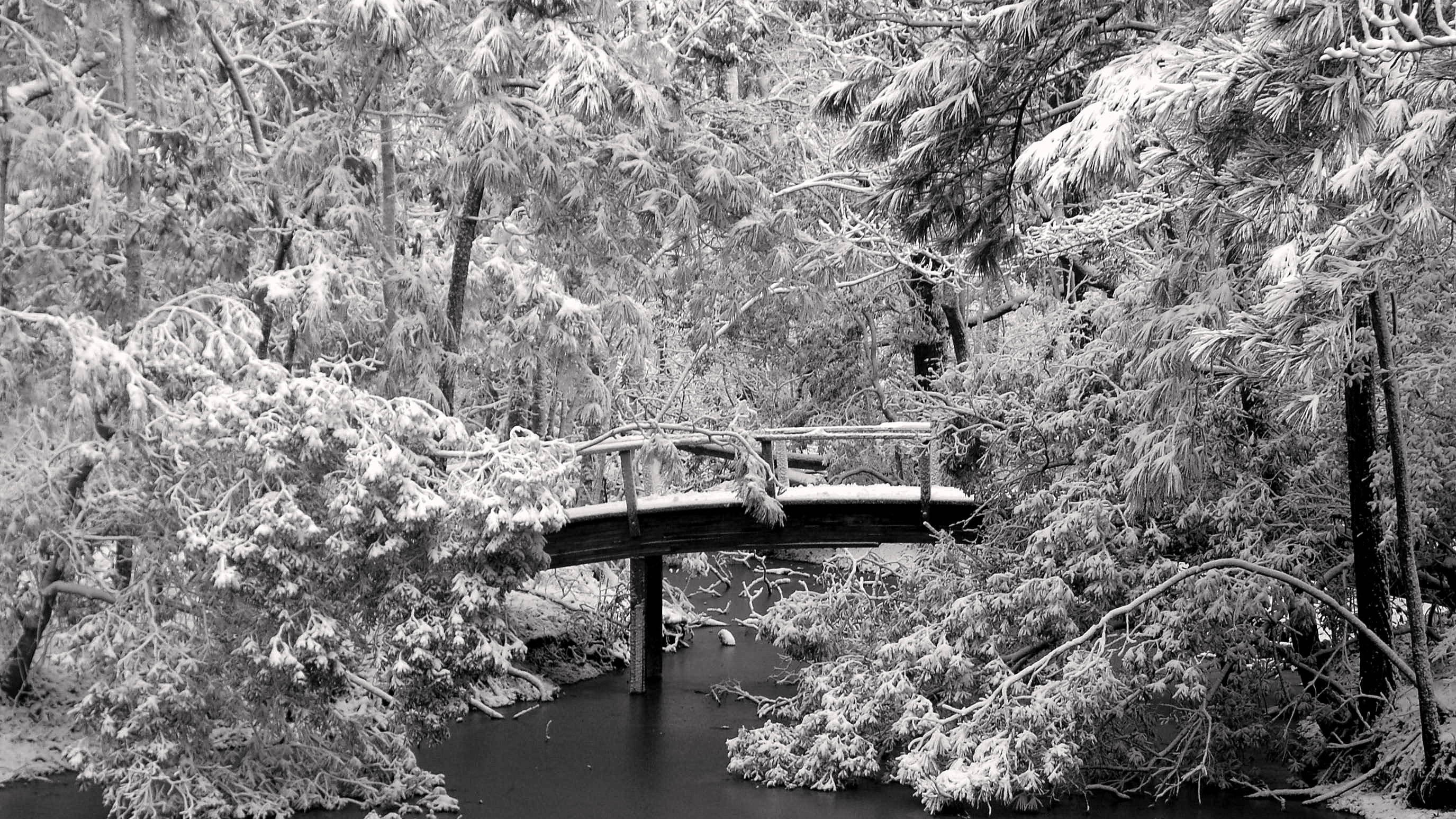 The Ultimate Winter Wildlife Guide: Enjoy and Understand Creatures in ...