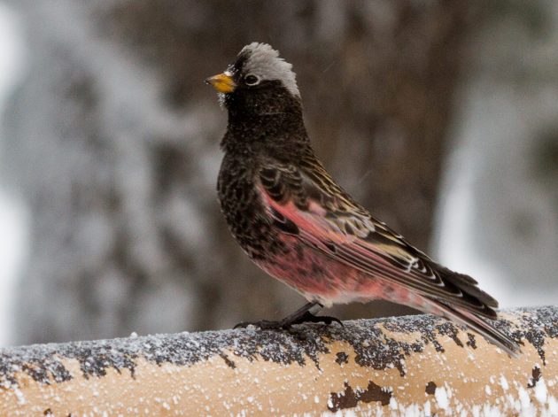 Snow Birds: 10 Birds to Look for in Winter