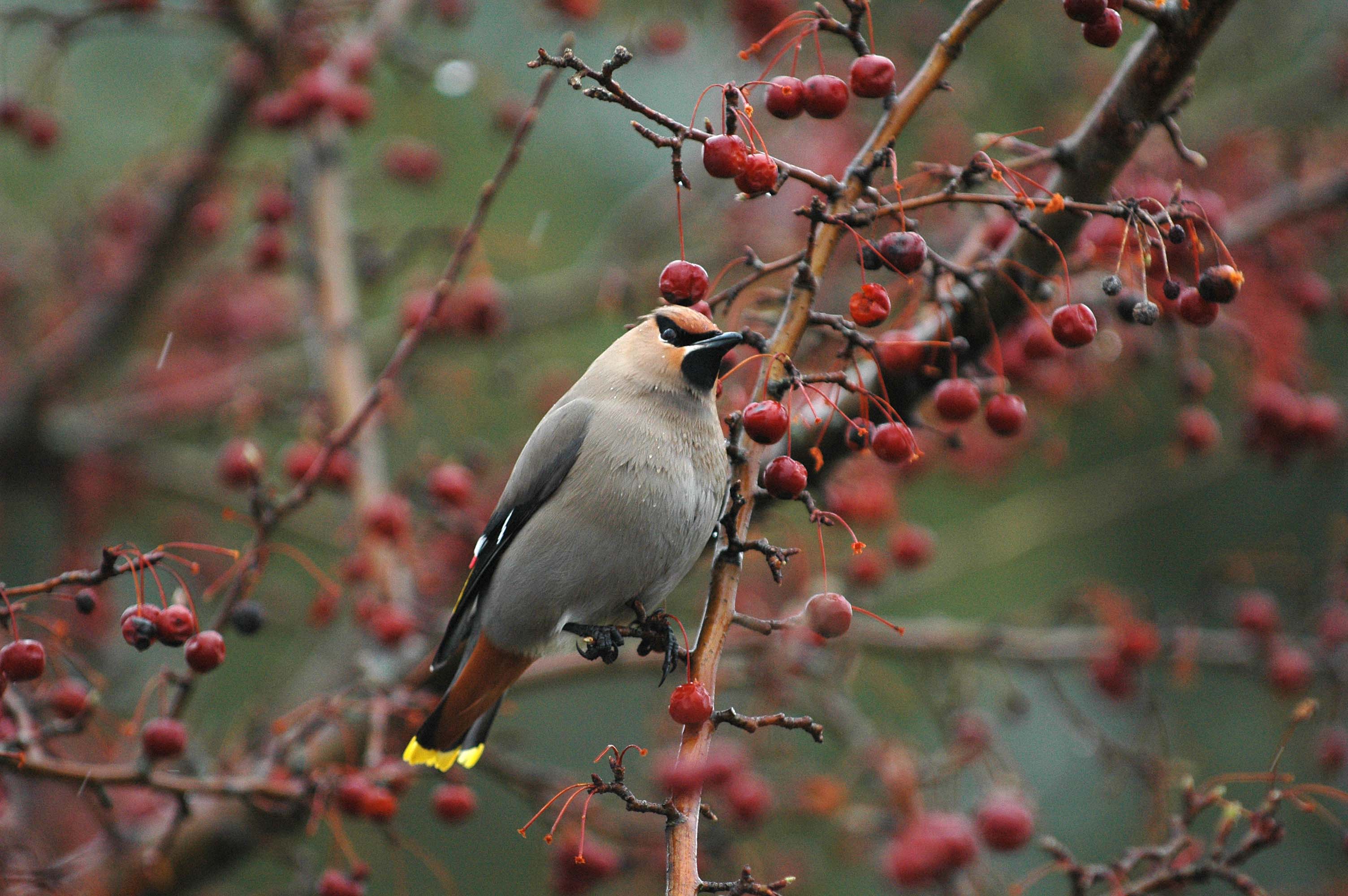 Snow Birds: 10 Birds to Look for in Winter