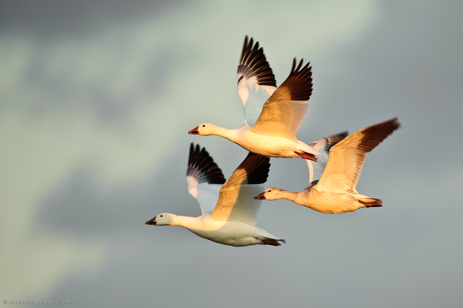 Snow Birds: 10 Birds to Look for in Winter