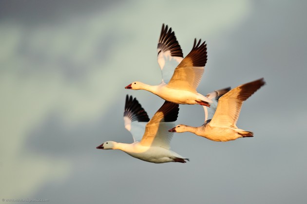 Snow Birds: 10 Birds to Look for in Winter