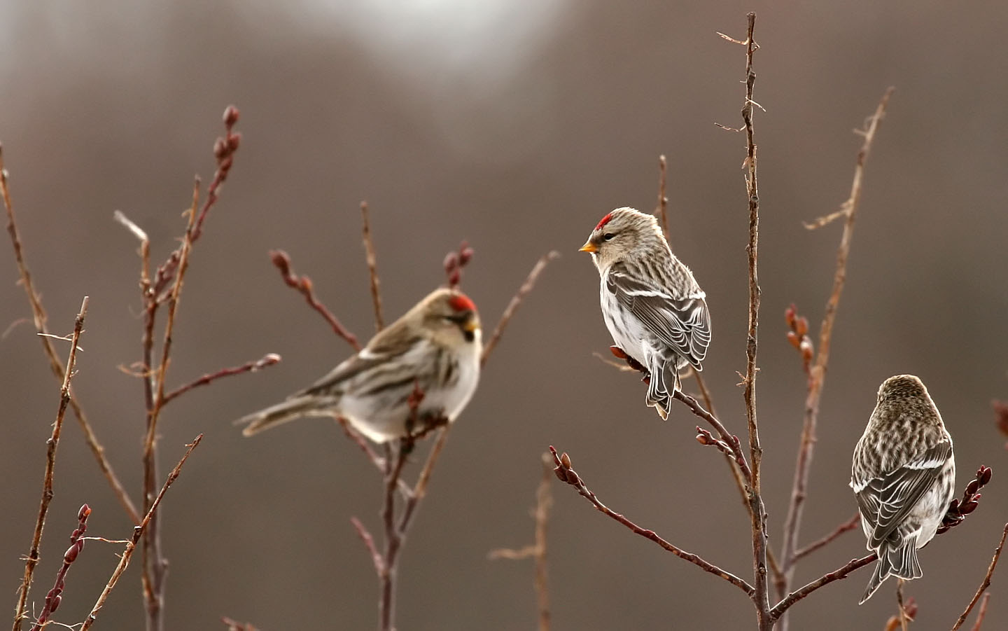 Snow Birds: 10 Birds to Look for in Winter