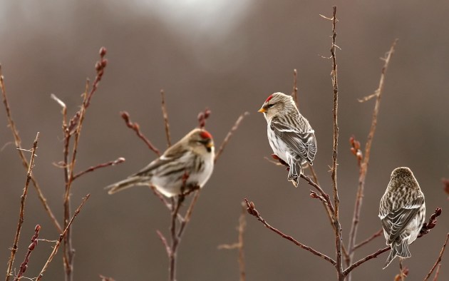 Snow Birds: 10 Birds to Look for in Winter