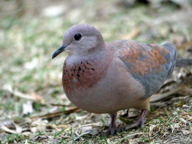 A Long Journey to 5,000 Birds