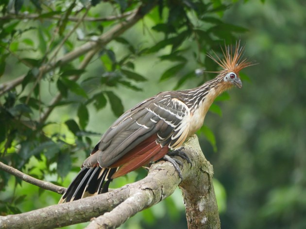 A Long Journey to 5,000 Birds