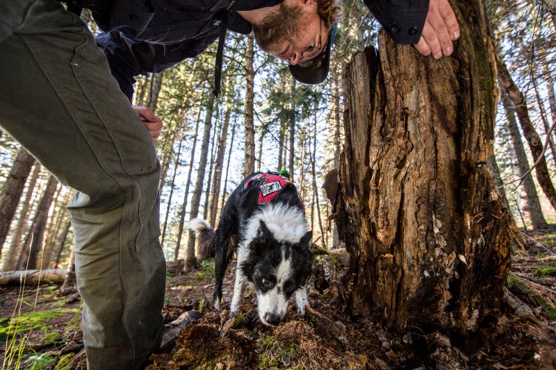 Weird Conservation: The Strange Side of Saving Endangered Species