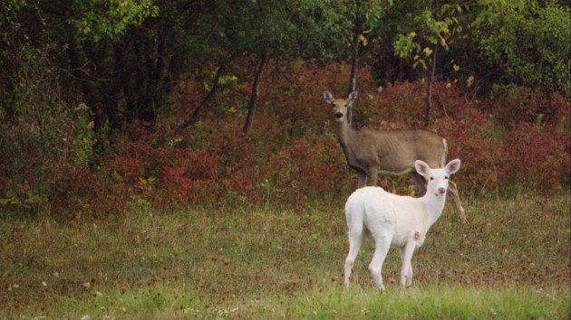 White Deer: Understanding a Common Animal of Uncommon Color - Cool ...