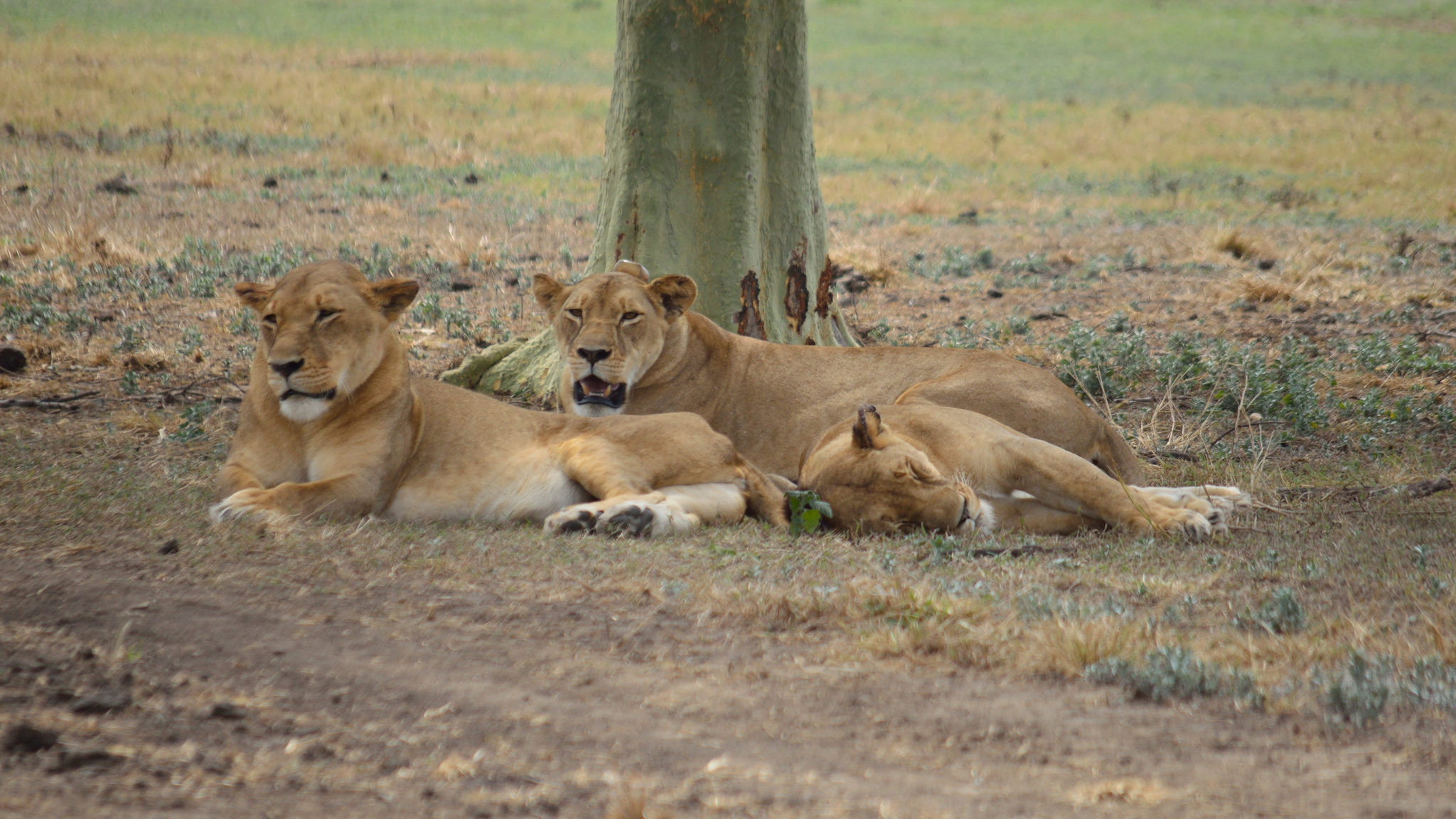 Citizen Science Archives - Page 2 of 2 - Cool Green Science