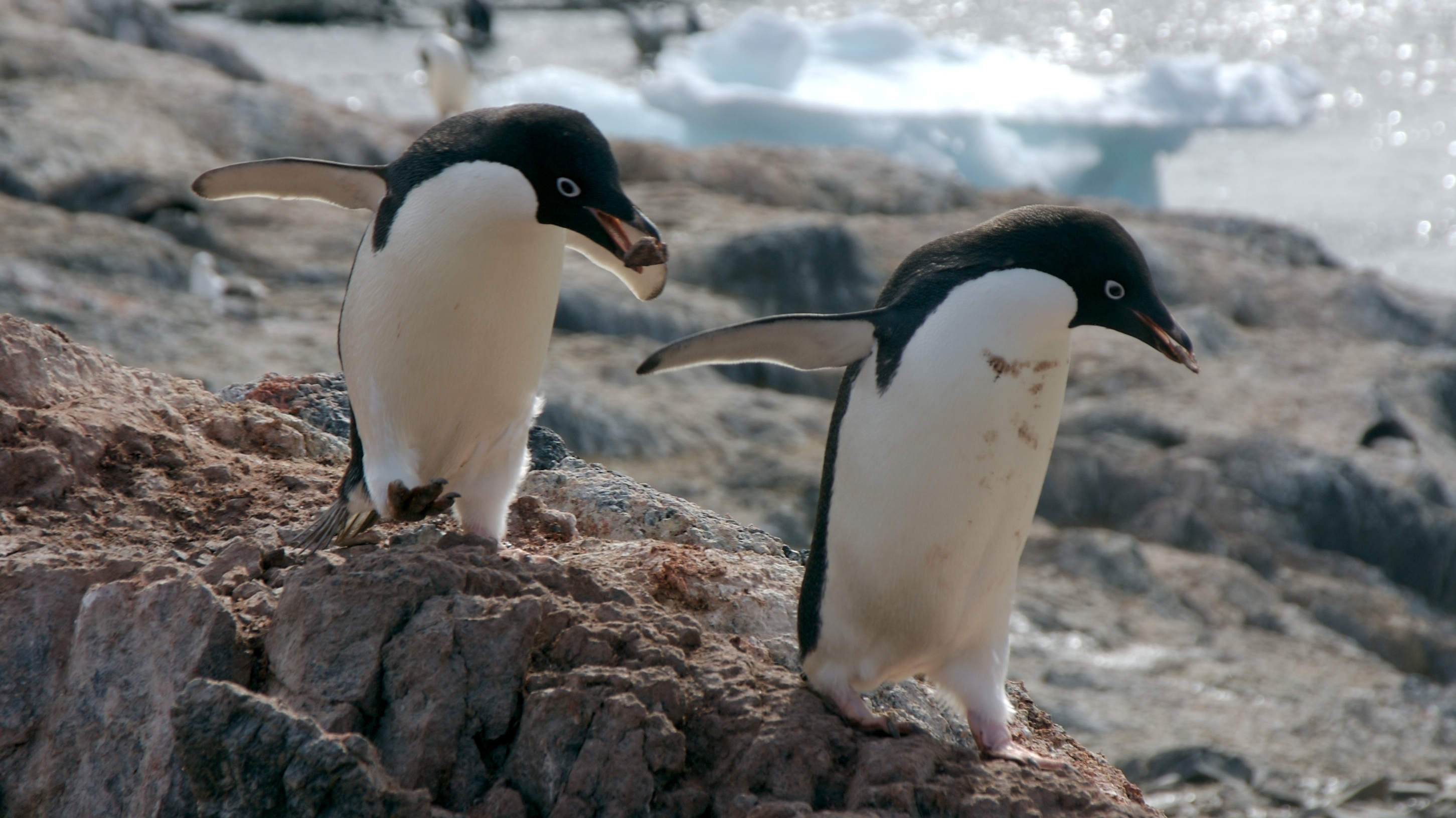 Ten Strange, Endearing and Alarming Animal Courtship Rituals - Cool ...