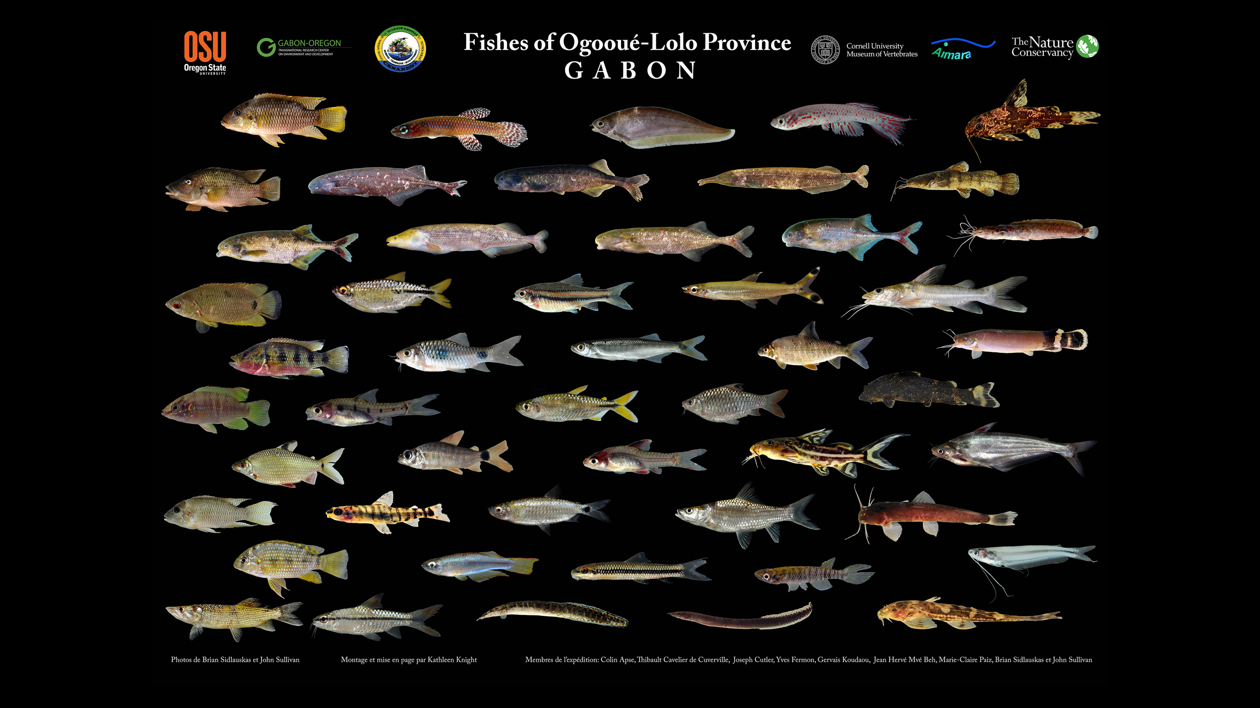They’re Electric: Two New Fish Species Discovered in Gabon - Cool Green ...