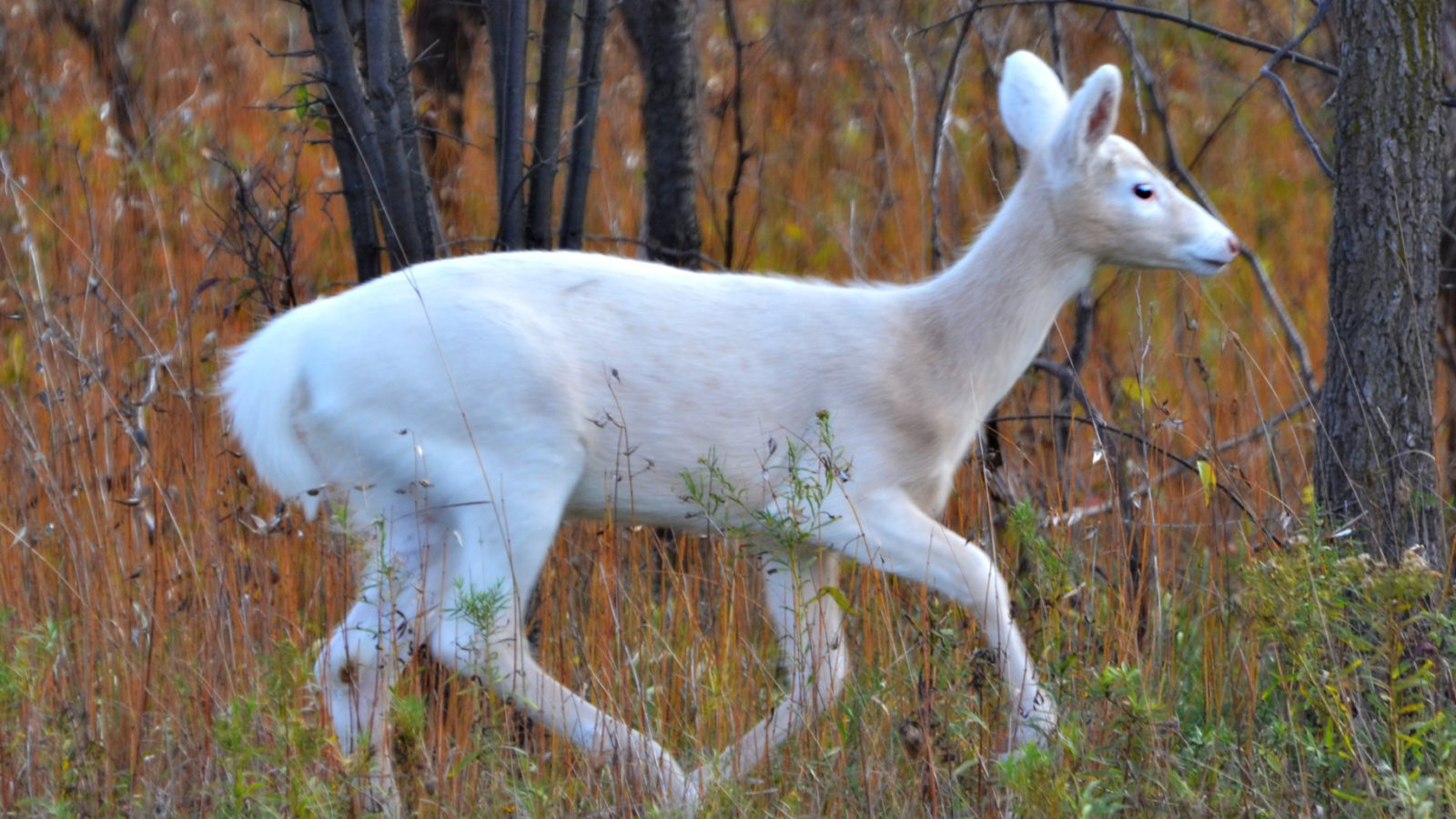 White Deer: Understanding a Common Animal of Uncommon Color - Cool ...